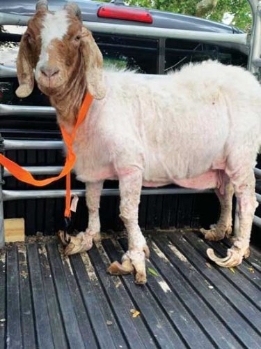 Goat Feet and Hoof Care - Grit